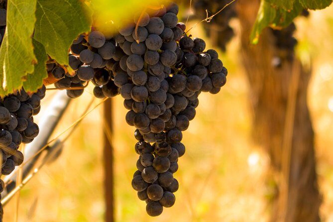 Half-Day Wine Country Tour from San Francisco - Summary