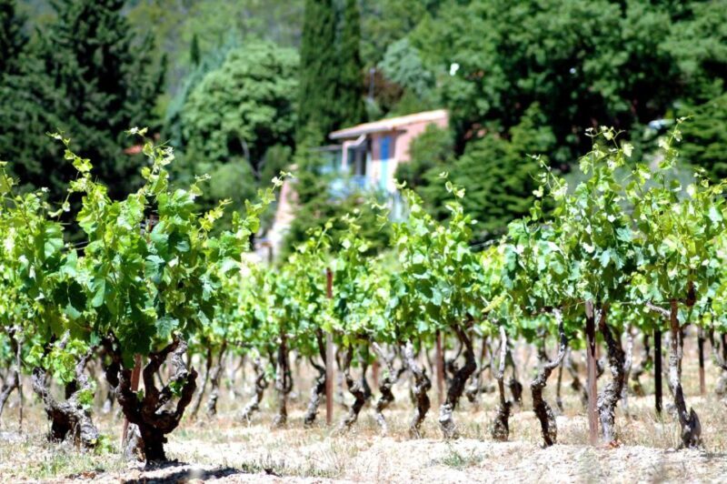 Half-Day Wine Tour in Andalusia in small group - Final Thoughts: Is This Tour Right for You?