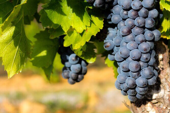 Half-Day Winery and Wine Tasting Guided Walking Tour - An Authentic Sip of Chateauneuf-du-Pape: An In-Depth Review of the Half-Day Winery and Wine Tasting Tour