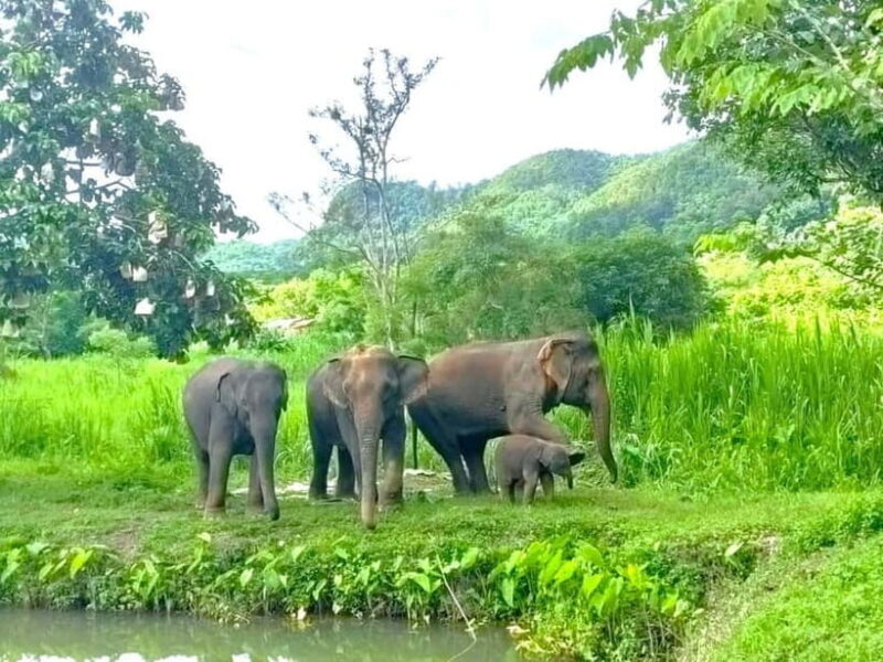 Half-day with CHIANGMAI ELEPHANT CARE program (12pm-6pm.) - Why Travelers Rate It 5 Stars