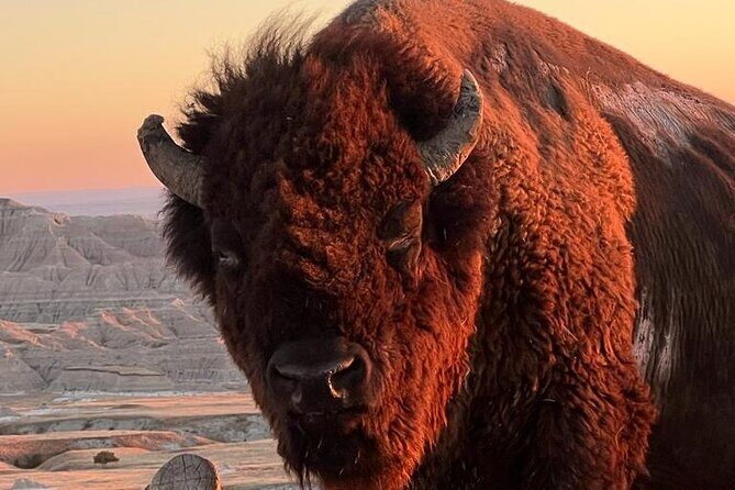 Half-Day Wonders: Rushmore, Custer, and Crazy Horse - Who Is This Tour Best For?