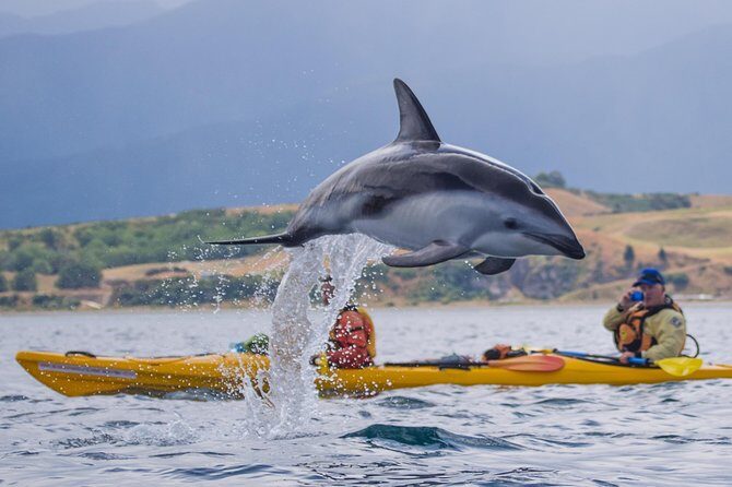 Half Day Zipline Adventure in Kaikoura - The Scenic Experience