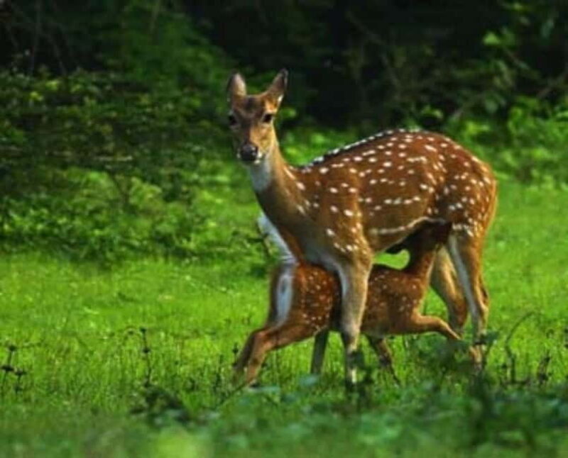 HalfDay Jeep Safari in Minneriya National Park - Key Points