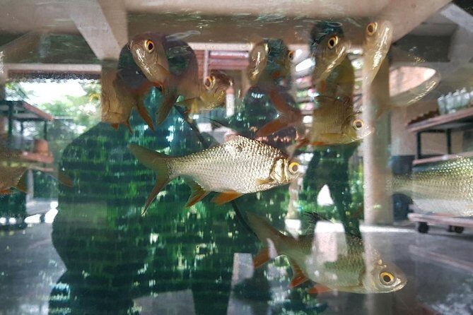 Halfday Join Tour Bangkok Countryside & Bird Watching Experience with Lunch - FAQ