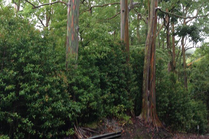 Halfway to Hana Sightseeing Adventure - Exploring the Itinerary in Detail