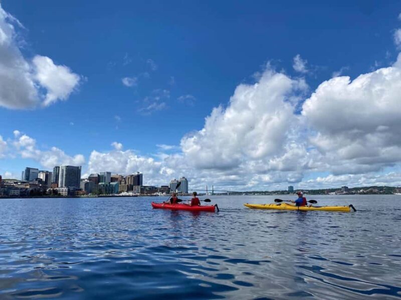 Halifax: Guided Kayak Tour with Multiple Options - What the Reviews Say: Authentic Visitor Perspectives