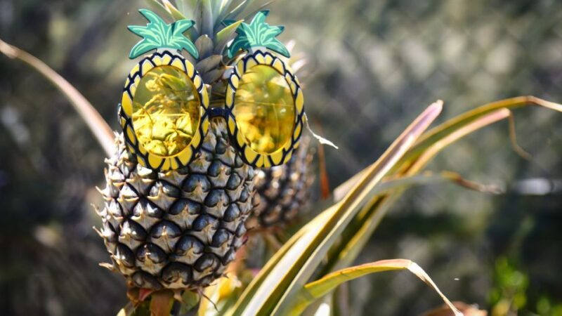 Hali'imaile: Pineapple Farm Tour - Final Thoughts