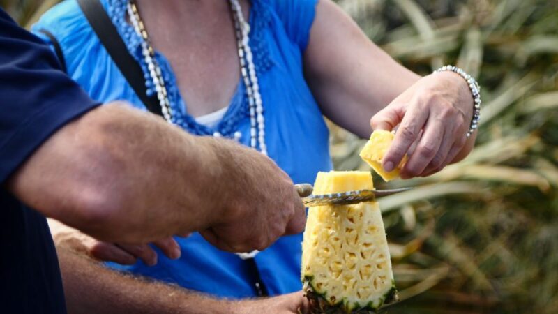 Hali'imaile: Pineapple Farm Tour - Accessibility and Practical Details