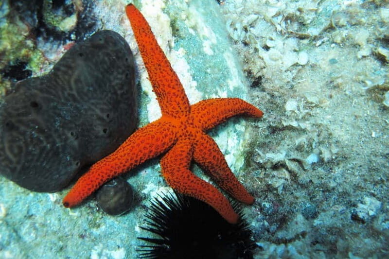 Halkidiki-Kassandra: Scuba Diving for Beginners - The Itinerary Breakdown