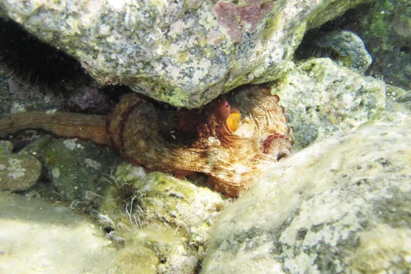 Halkidiki-Kassandra: Scuba Diving for Beginners - What’s Included and What’s Not