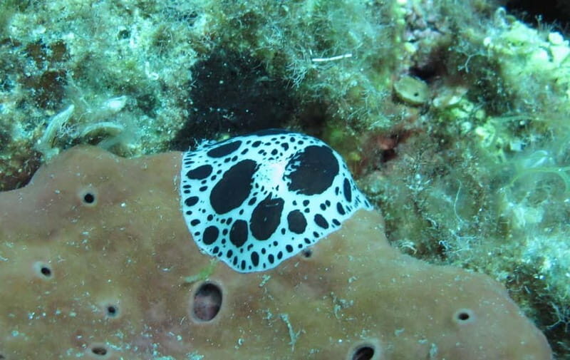 Halkidiki-Kassandra: Scuba Diving for Beginners - Who Will Love This Experience