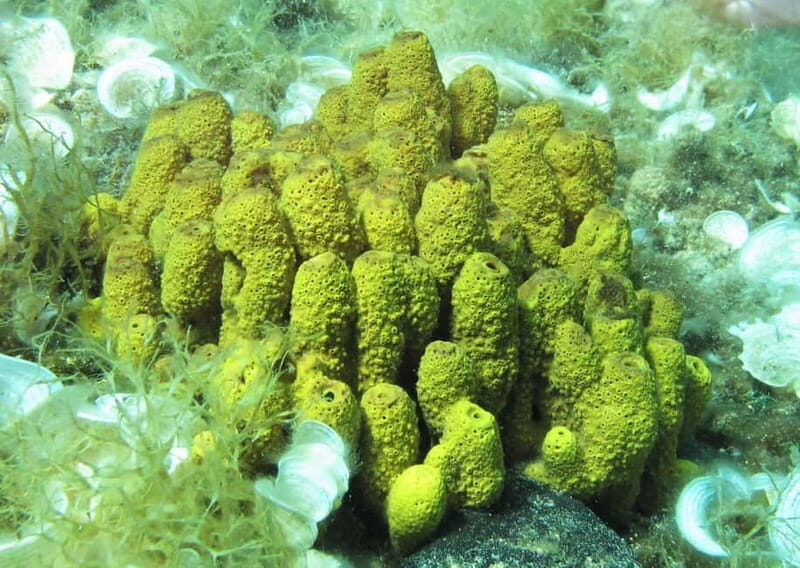 Halkidiki-Kassandra: Scuba Diving for Beginners - FAQ