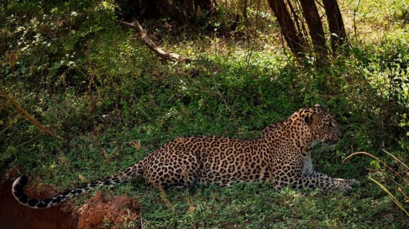 Hambantota: All Inclusive Yala National Park Block 1 Safari - The Practicalities and Value of the Tour