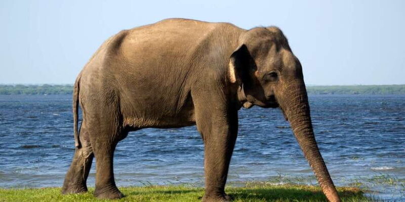 Hambantota Port: Bundala National Park Safari in a 4x4 - How the Tour Begins: Pickup and Journey