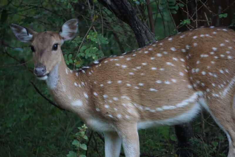 Hambantota Port Cruise: Yala Safari (Shore Excursion) - The Experience: What to Expect During Your Safari