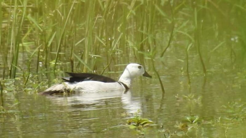 Hambantota Port Cruise: Yala Safari (Shore Excursion) - Who Should Consider This Tour?