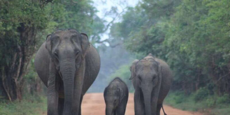 Hambantota Port Cruise: YALA Wildlife Safari (6 hours) - Key Points