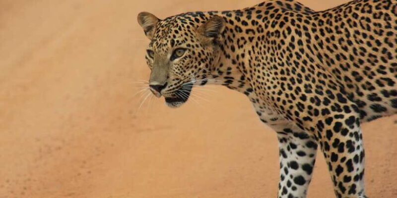 Hambantota Port Cruise: YALA Wildlife Safari (6 hours) - An In-Depth Look at the Safari Experience