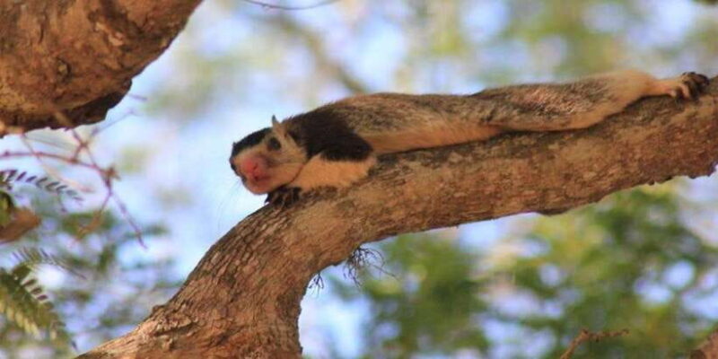 Hambantota Port Cruise: YALA Wildlife Safari (6 hours) - Final Thoughts