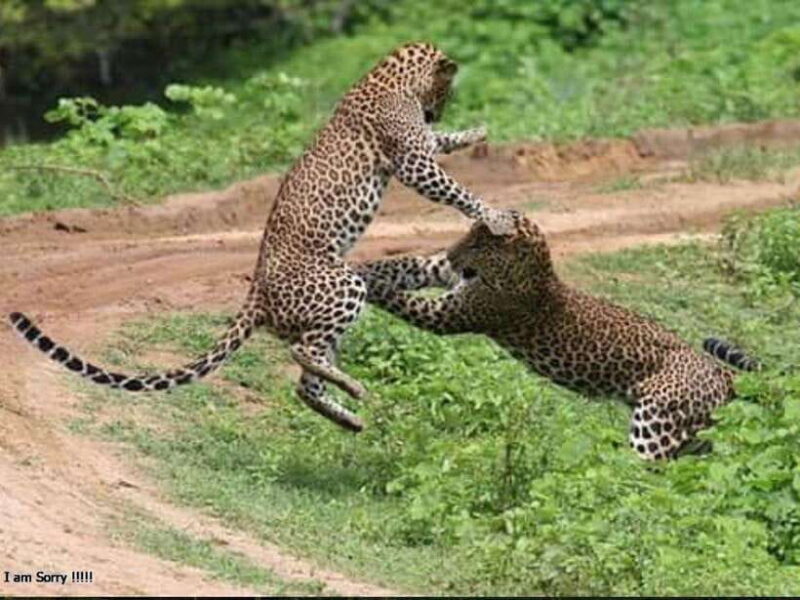 Hambantota Port: Full Day Yala National Park Safari- Private - Key Points