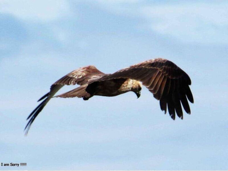 Hambantota Port: Full Day Yala National Park Safari- Private - Who Will Love This Tour?