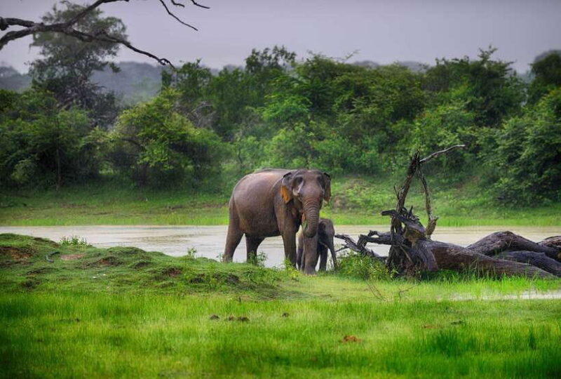 Hambantota Port: Udawalawe Safari Tour & Transit Home Visit - A Closer Look at the Tour Experience