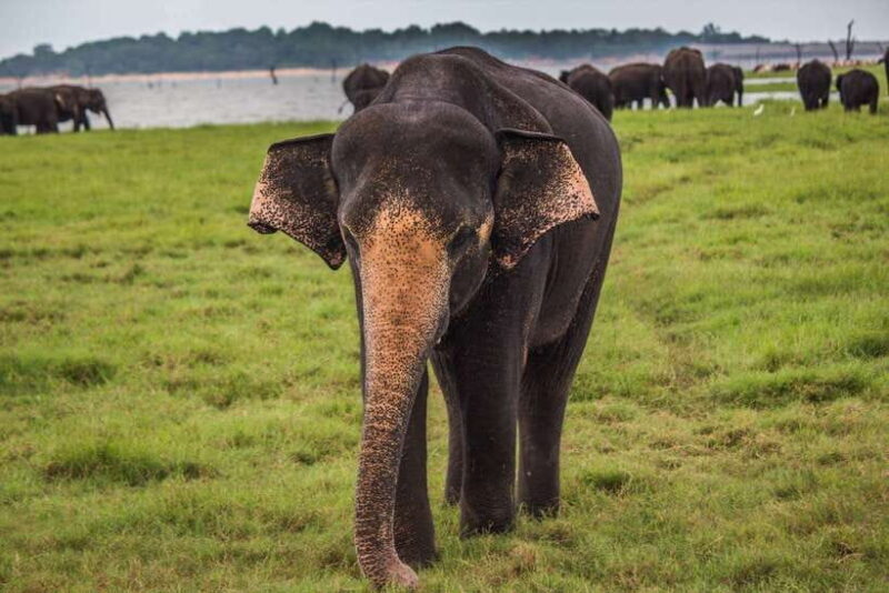 Hambantota Port: Udawalawe Safari Tour & Transit Home Visit - Frequently Asked Questions