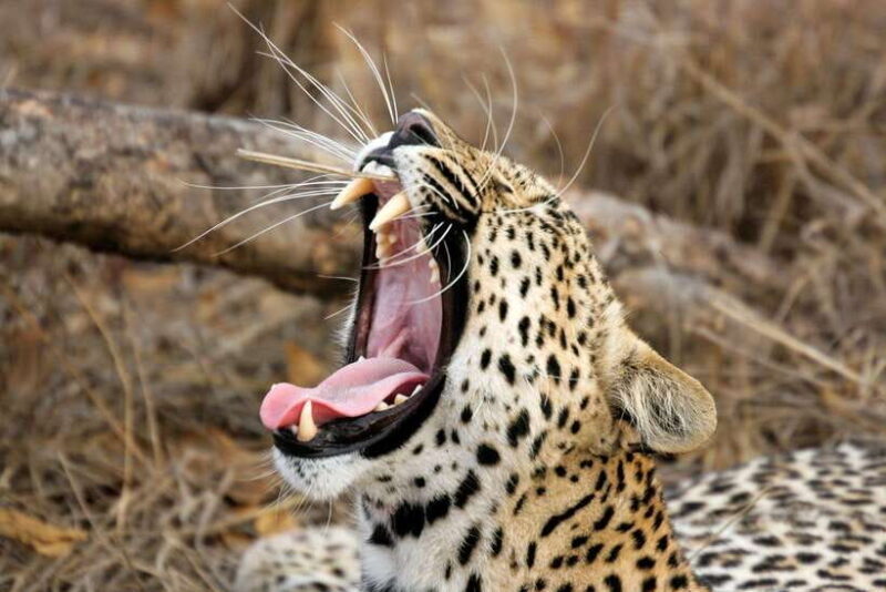 Hambantota Port: Yala National Park Safari (Shore Excursion) - An In-Depth Look at the Safari Experience