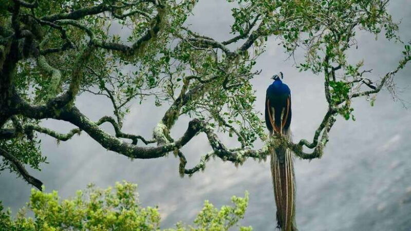 Hambantota Port: Yala National Park Safari (Shore Excursion) - The Sum Up