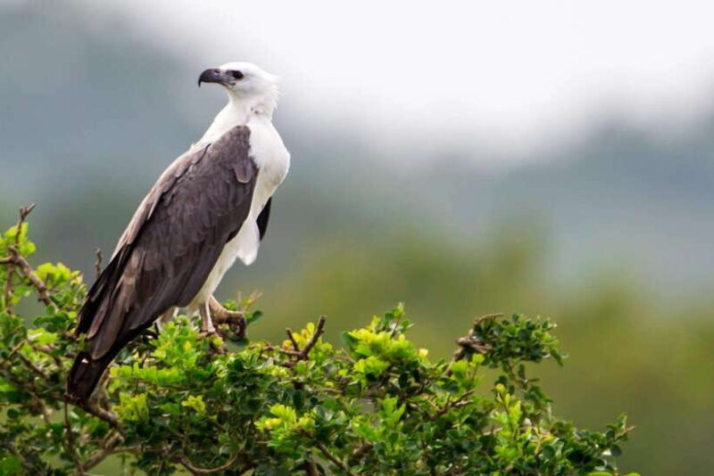 Hambantota Port: Yala National Park Safari (Shore Excursion) - FAQ
