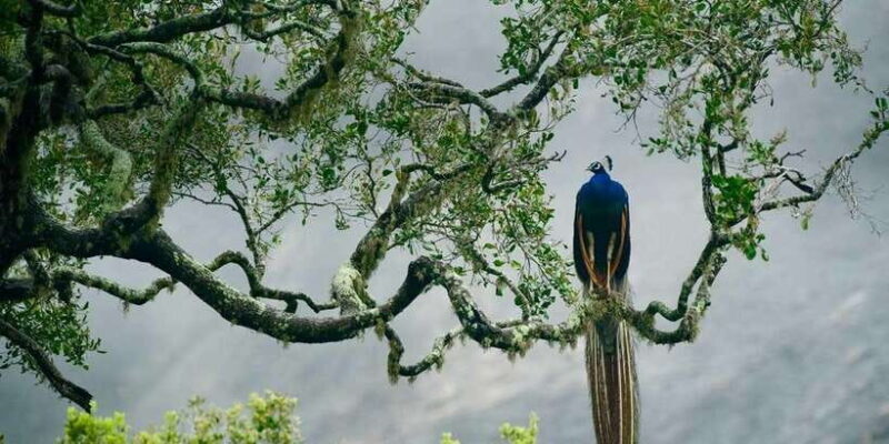 Hambantota Port: Yala National Park Wildlife Safari in a 4x4 - Who Should Consider This Safari?