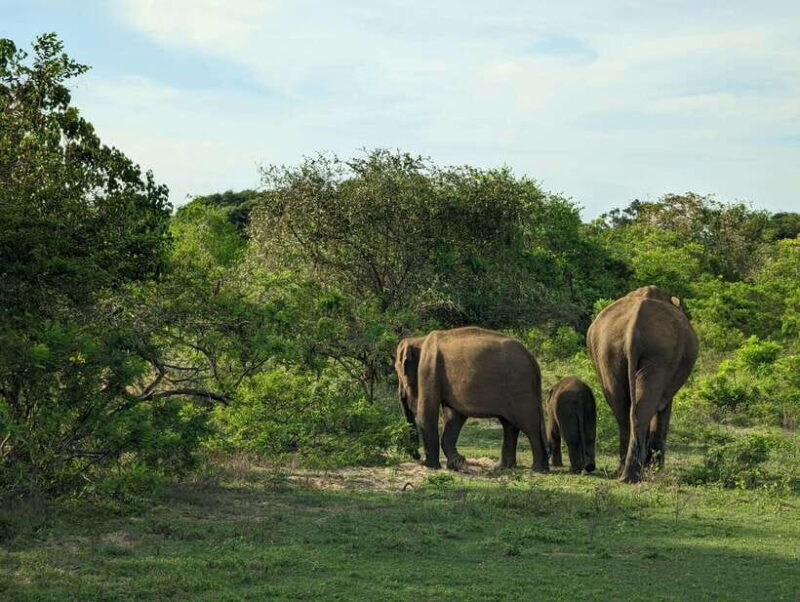 Hambantota Shore Excursion: Village and Cultural tour - An In-Depth Look at the Hambantota Village and Cultural Tour