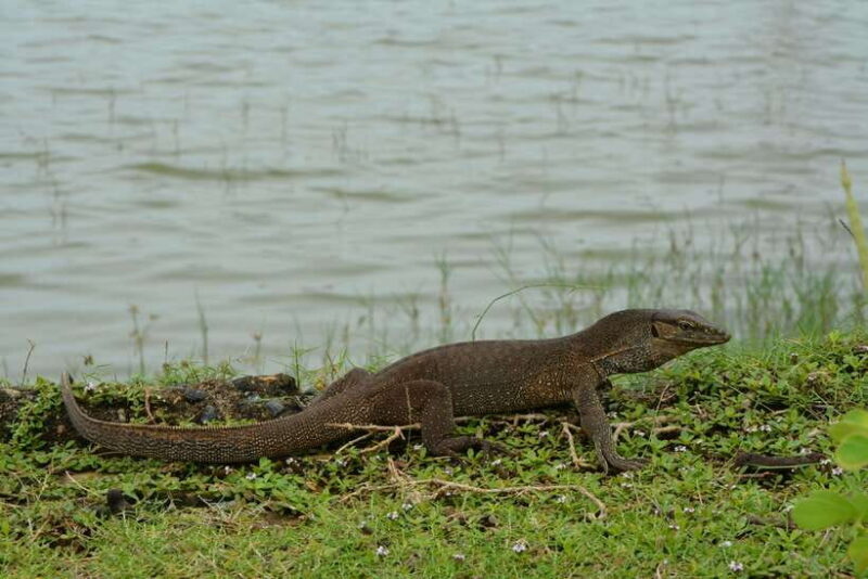 Hambantota Shore Excursion: Village and Cultural tour - Final Words: Who’s It Perfect For?