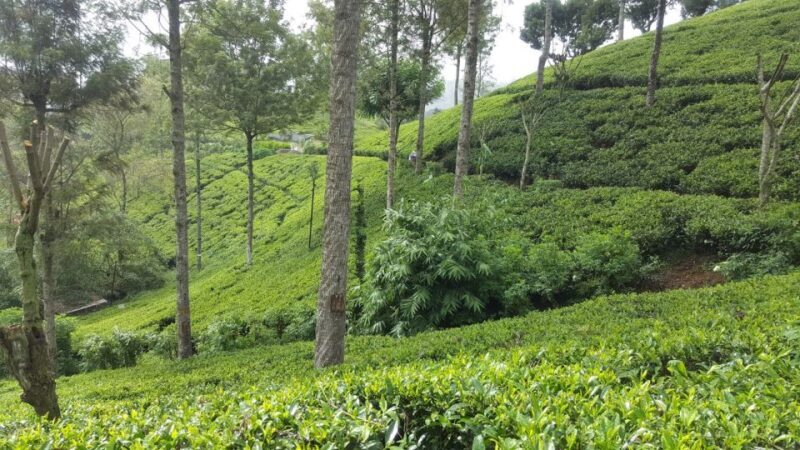 Hambantota/Tangalle/Hiriketiya: Ella Highlands Day Tour - Final Thoughts