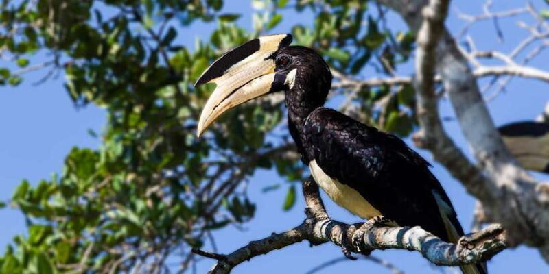 Hambantota: Yala National Park Wildlife Safari in a 4x4 - What Travelers Say: Authentic Perspectives