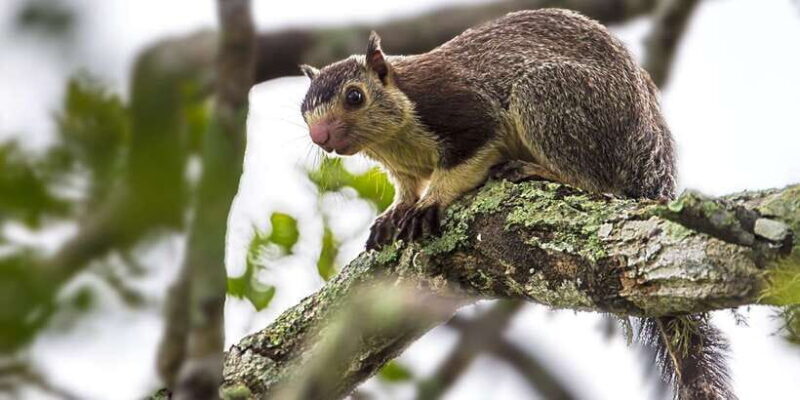 Hambantota: Yala National Park Wildlife Safari in a 4x4 - FAQ