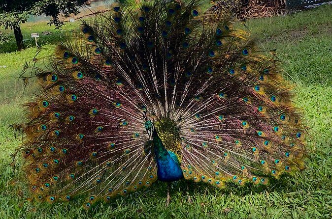 Hampden Rum Factory Tour With French Guide - FAQ