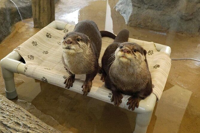 Hana Biyori Flower Park Admission Ticket in Tokyo - Who Is Hana Biyori Best For?