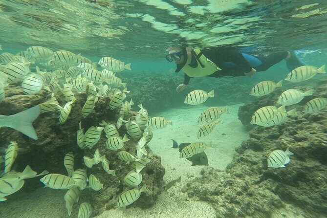 Hanauma Bay Guided Snorkeling Tour with Transportation - Navigating the Experience: What to Expect and How It All Comes Together