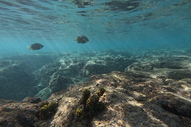 Hanauma Bay Guided Snorkeling Tour with Transportation - The Sum Up: Who Should Book This Tour?