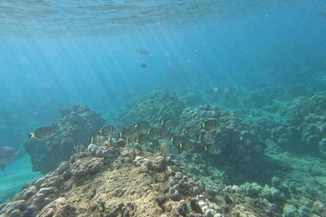 Hanauma Bay Guided Snorkeling Tour with Transportation - FAQ: Your Practical Questions Answered