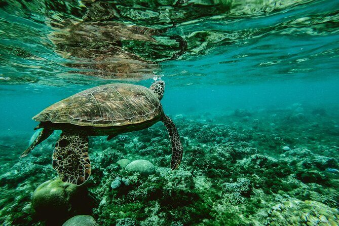 Hanauma Bay Snorkel - The Authentic Experience
