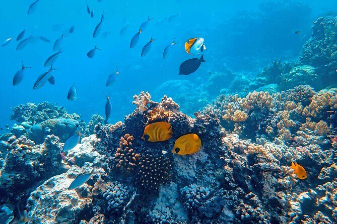 Hanauma Bay Snorkel - The Sum Up
