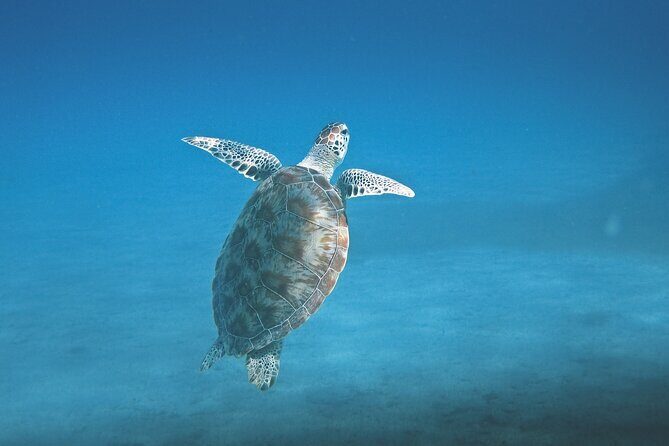 Hanauma Bay Snorkel - FAQ