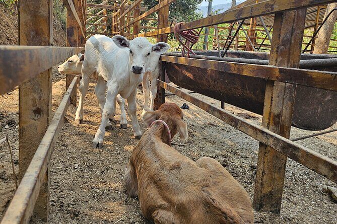 Hands-on Mexican Farm Experience: from Cow to Cheese - Who Should Consider This Tour
