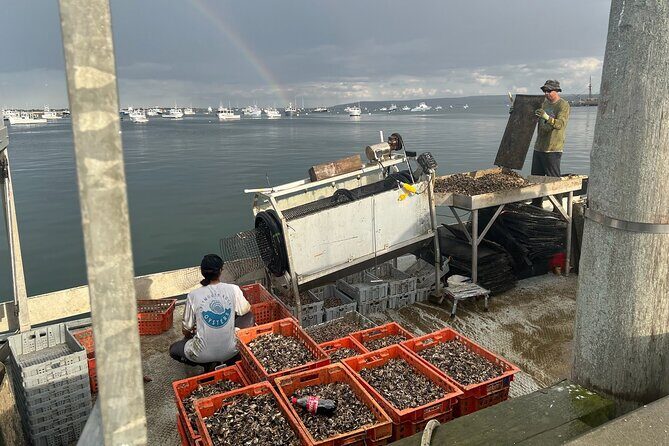 Hands-On Oyster Farm Experience in Plymouth - Stop 2: The Oyster Farm at Bump n Brines