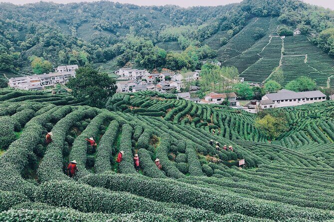 Hangzhou Jiuxi and Tea Village Hiking Trip from Shanghai By Train - Key Points