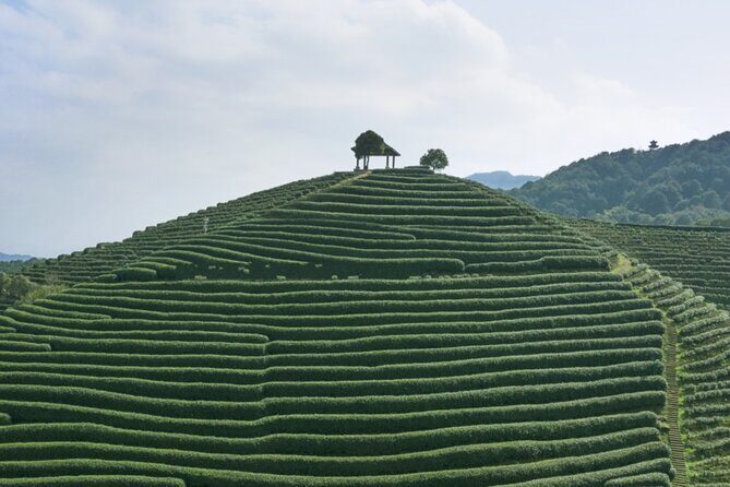 Hangzhou Jiuxi and Tea Village Hiking Trip from Shanghai By Train - Final Thoughts