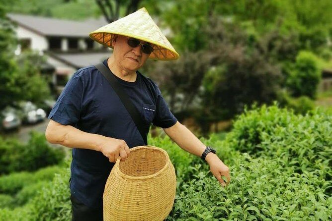 Hangzhou Longjing Tea Culture Immersive Experience Tour - Savoring the First Cup