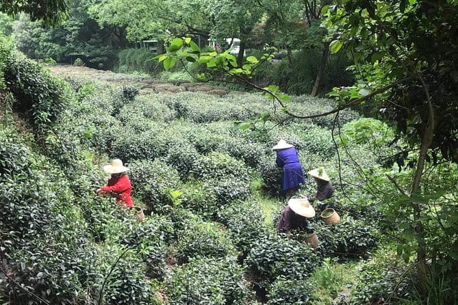 Hangzhou Private 2-Day Tour from Shanghai with Lingyin Temple - FAQ